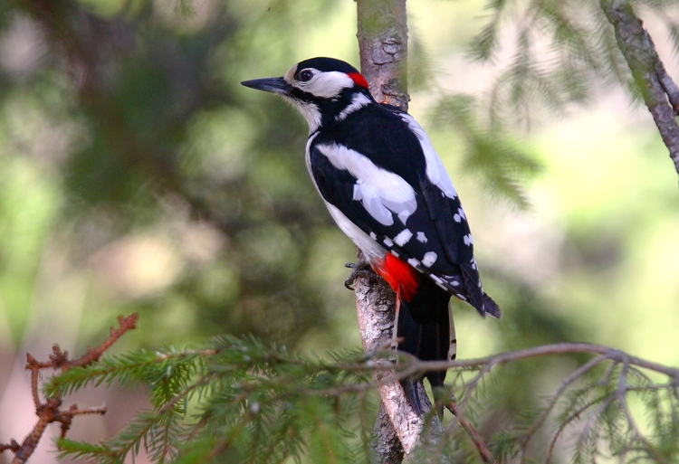 IL PICCHIO [CURIOSITÀ, FOTO E VIDEO]