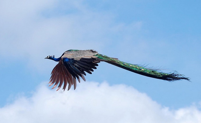 IL PAVONE O PAVONE BLU [ALLEVAMENTO, SCHEDA E FOTO]