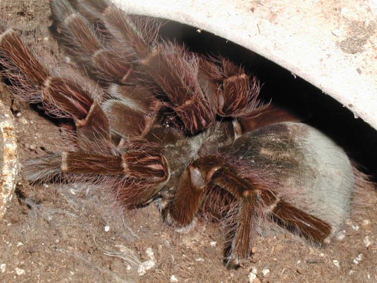 LA TARANTOLA GOLIA, IL RAGNO PIÙ GRANDE DEL MONDO [FOTO]