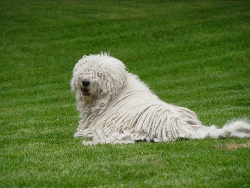 IL CANE KOMONDOR, CANE DI TAGLIA GRANDE: CARATTERISTICHE E QUALITÁ (FOTO)