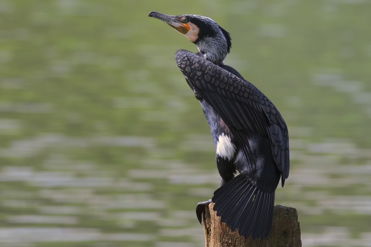 I CORMORANI E LA PESCA