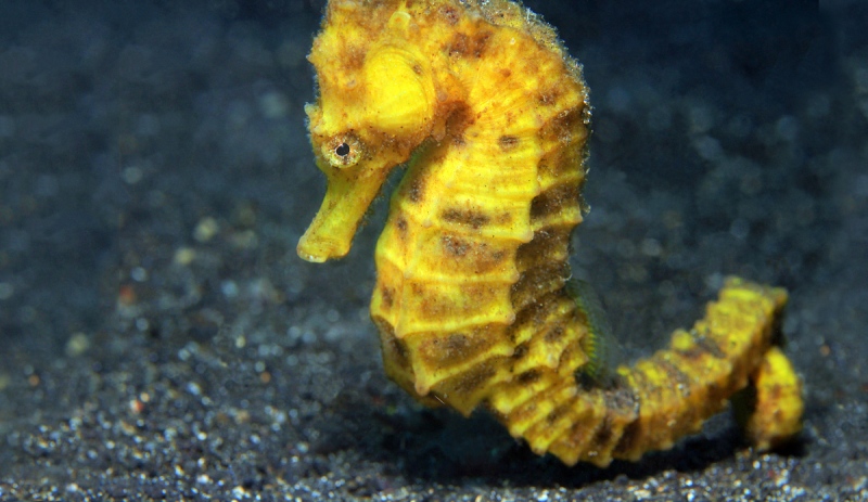 IL CAVALLUCCIO MARINO O HIPPOCAMPUS [TUTTE LE SPECIE, INFO, FOTO E VIDEO]