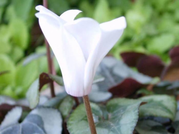 IL CICLAMINO - CYCLAMEN