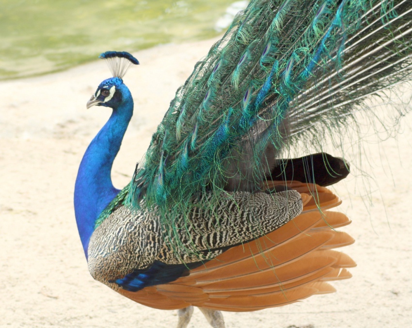 IL PAVONE O PAVONE BLU [ALLEVAMENTO, SCHEDA E FOTO]