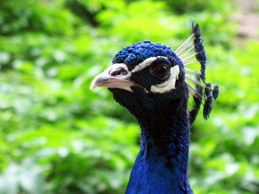 IL PAVONE O PAVONE BLU [ALLEVAMENTO, SCHEDA E FOTO]