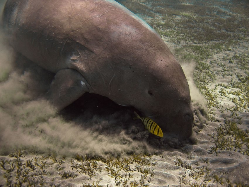 IL DUGONGO UN ANIMALE ACQUATICO A RISCHIO D'ESTINZIONE