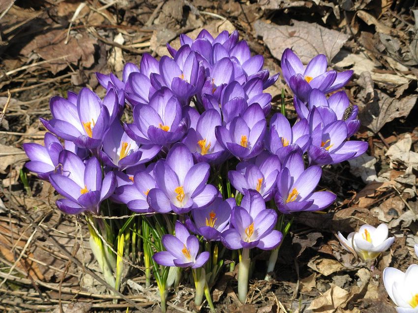 CROCUS, IL FIORE A FORMA DI COPPA