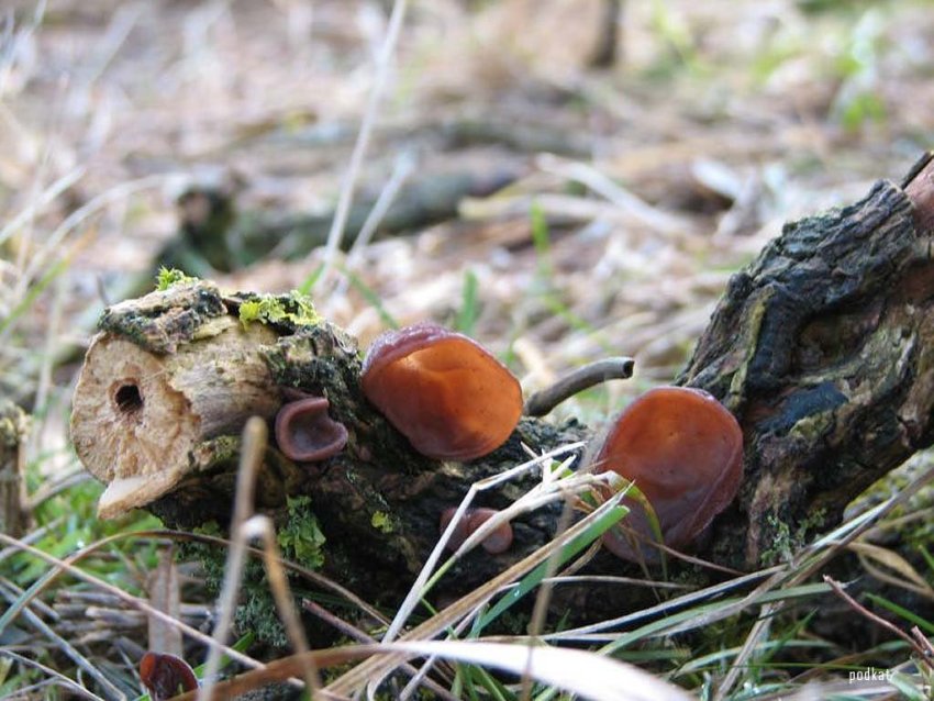 IL FUNGO AURICULARIA-JUDAE, DETTO ORECCHIO DI GIUDA