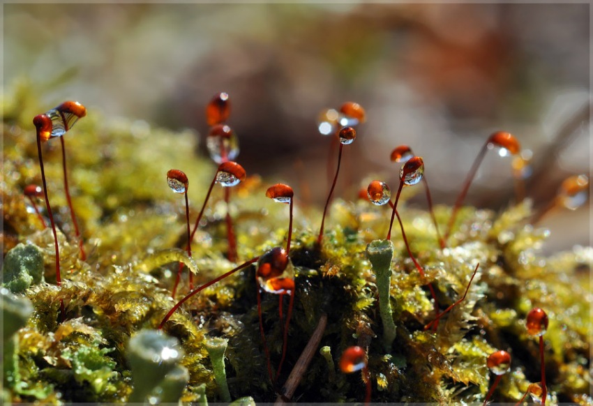 IL MUSCHIO, TUTTE LE SPECIE: RIPRODUZIONE, CURIOSITA' E CARATTERISTICHE ...