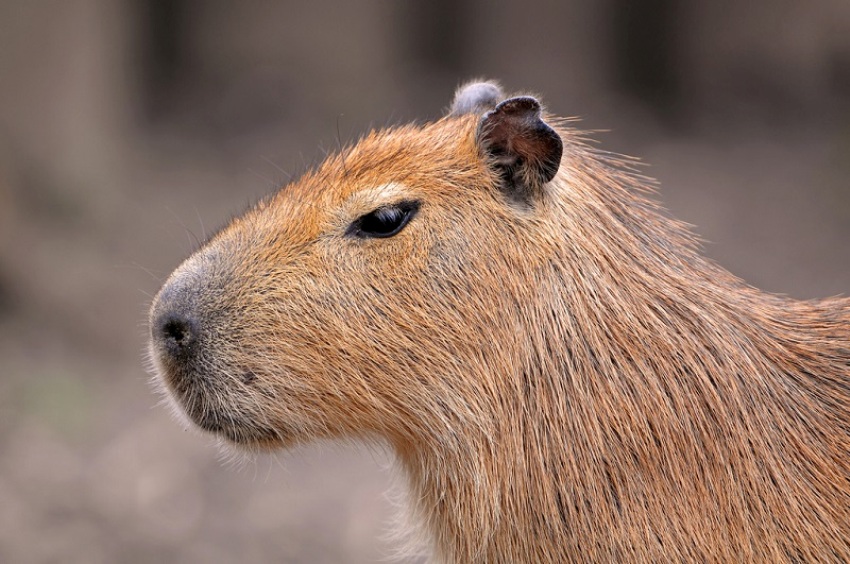 IL CAPIBARA, IL RODITORE PIÙ GRANDE DEL MONDO