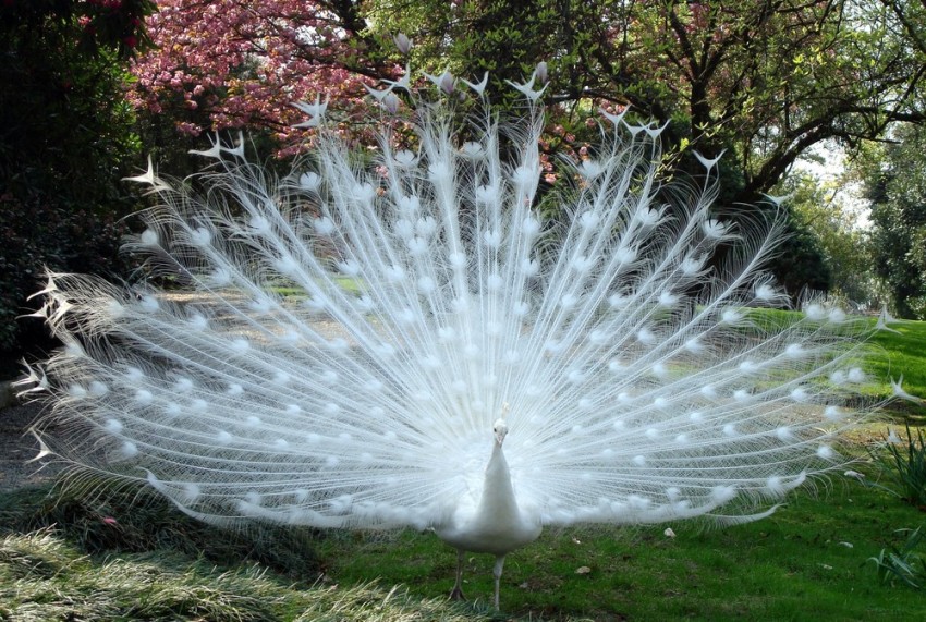 IL PAVONE O PAVONE BLU [ALLEVAMENTO, SCHEDA E FOTO]