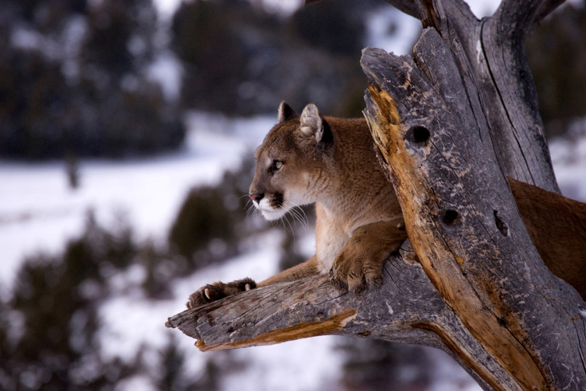 IL PUMA O COGUARO O LEONE DI MONTAGNA [CURIOSITÀ, FOTO E VIDEO]