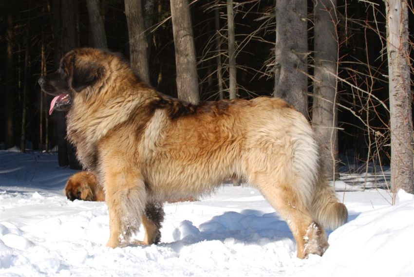 IL LEONBERGER, CANE DI TAGLIA GRANDE: CARATTERISTICHE E QUALITÁ (FOTO)