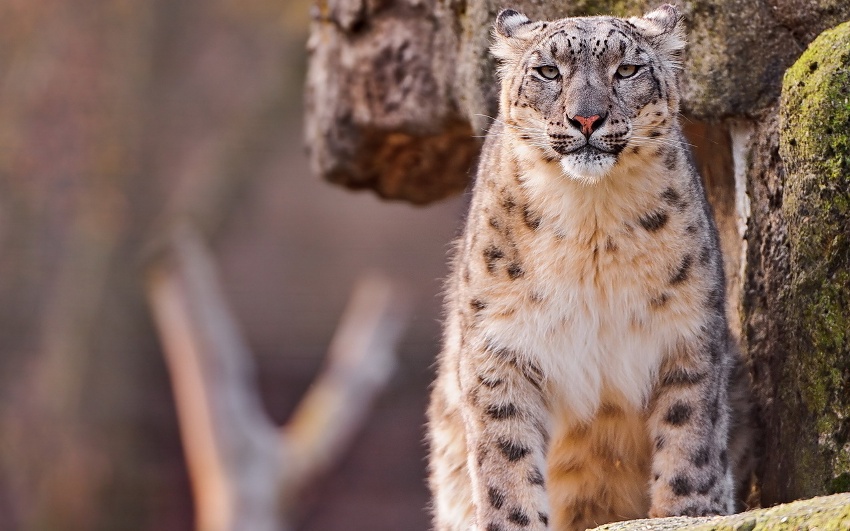 IL LEOPARDO DELLE NEVI, UN GRANDE FELINO DA PROTEGGERE