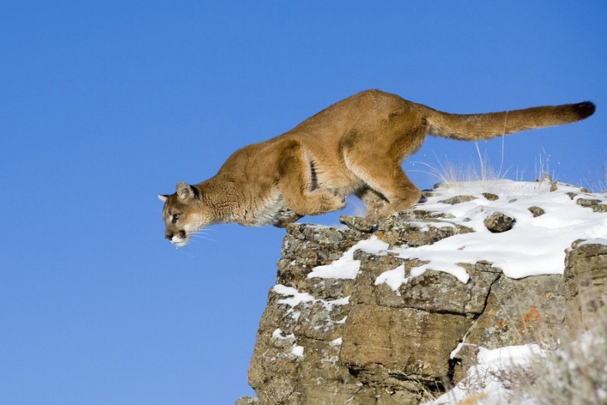 IL PUMA O COGUARO O LEONE DI MONTAGNA [CURIOSITÀ, FOTO E VIDEO]