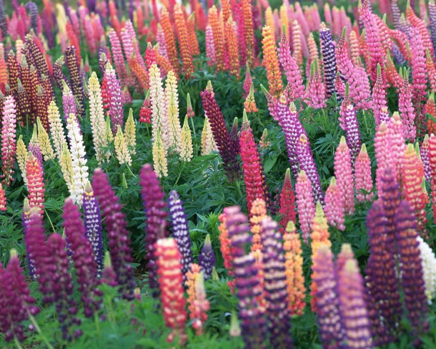 IL LUPINO: LUPINUS, SCHEDA, CONSIGLI UTILI