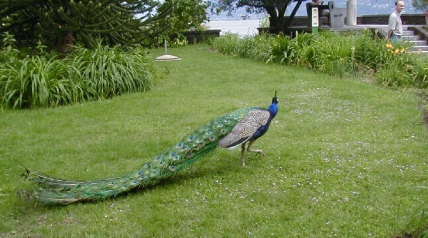 IL PAVONE O PAVONE BLU [ALLEVAMENTO, SCHEDA E FOTO]