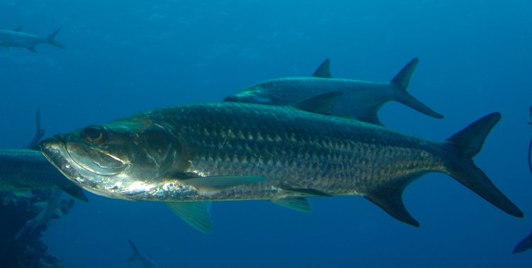 IL PESCE TARPONE, MEGALOPS ATLANTICUS