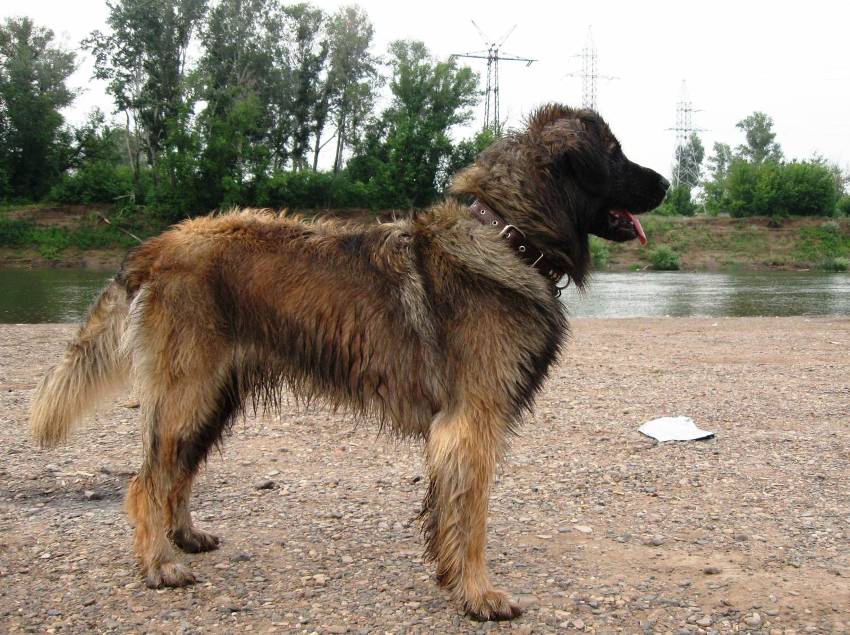 IL LEONBERGER, CANE DI TAGLIA GRANDE: CARATTERISTICHE E QUALITÁ (FOTO)