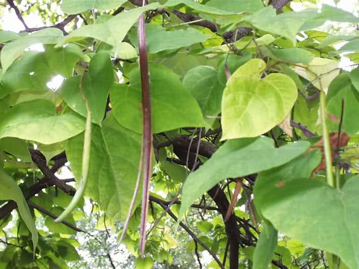 Le piante anti-zanzare da tenere in balcone dal basilico alla catambra