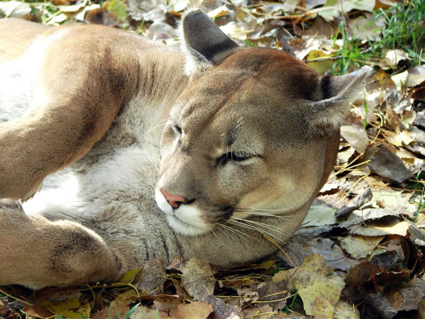 IL PUMA O COGUARO O LEONE DI MONTAGNA [CURIOSITÀ, FOTO E VIDEO]