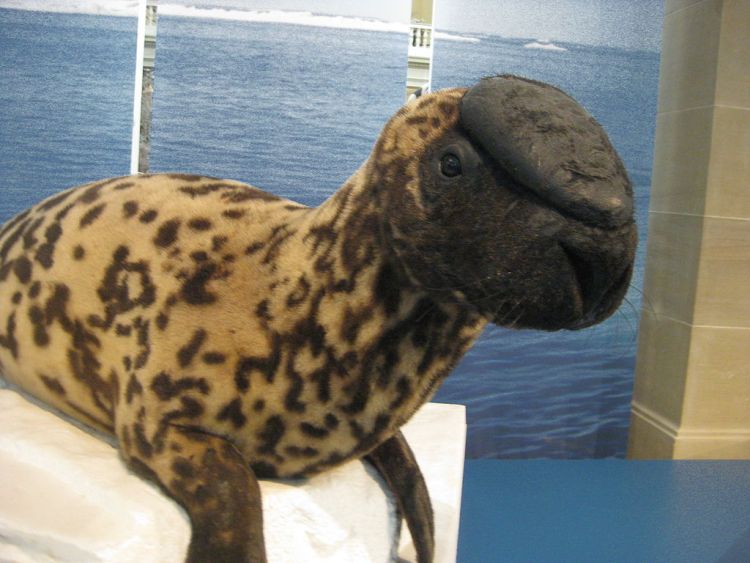 LA FOCA DAL CAPPUCCIO (CYSTOPHORA CRISTATA)