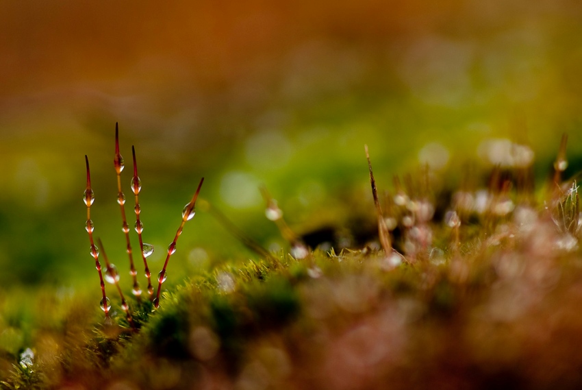 IL MUSCHIO, TUTTE LE SPECIE: RIPRODUZIONE, CURIOSITA' E CARATTERISTICHE ...