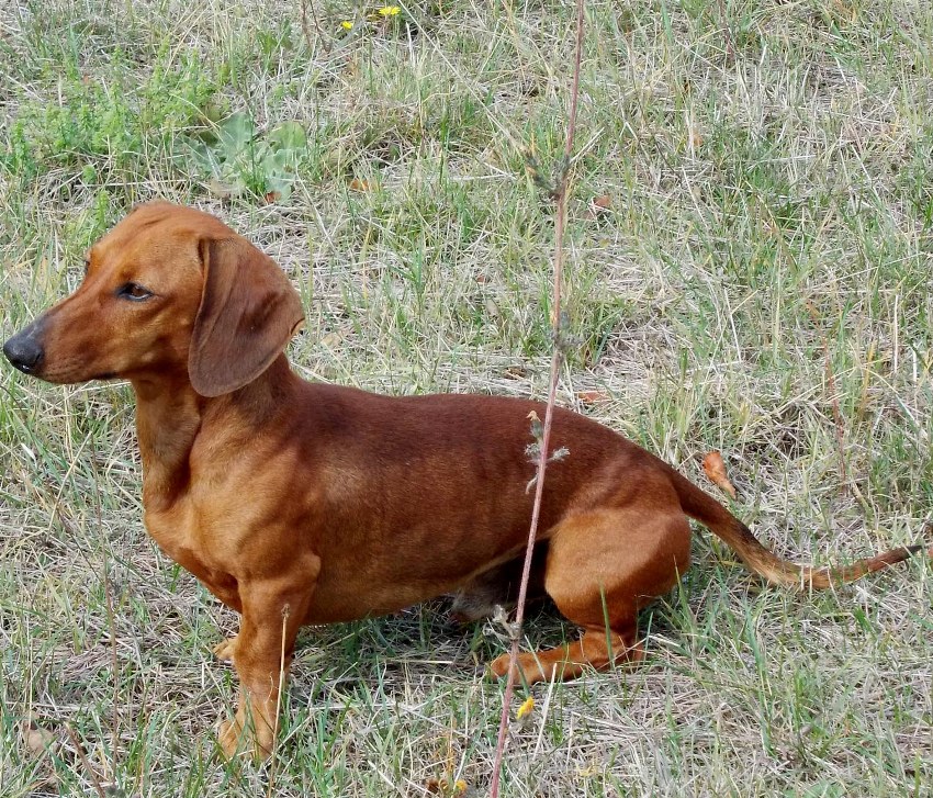 IL CANE BASSOTTO: CARATTERISTICHE E QUALITÁ (FOTO)