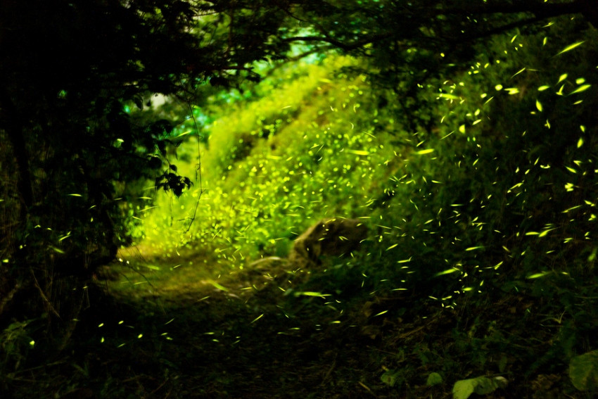 LA LUCCIOLA, LA MAGIA DI QUESTO STRAORDINARIO INSETTO