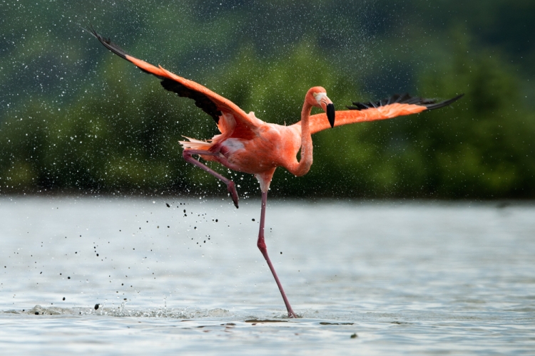 IL FENICOTTERO, PHOENICOPTERUS [CURIOSITÀ, FOTO E VIDEO]