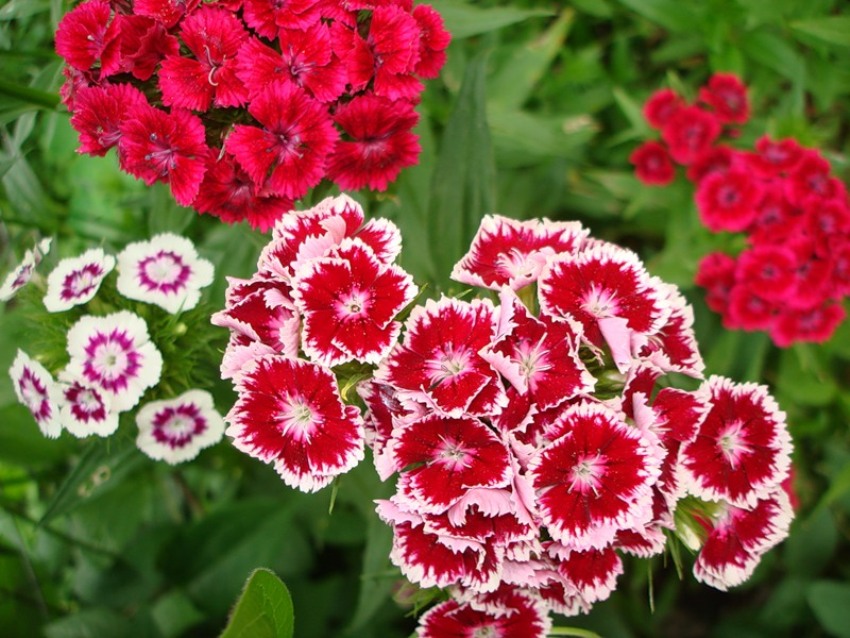 IL GAROFANO, IL FIORE DEGLI DEI