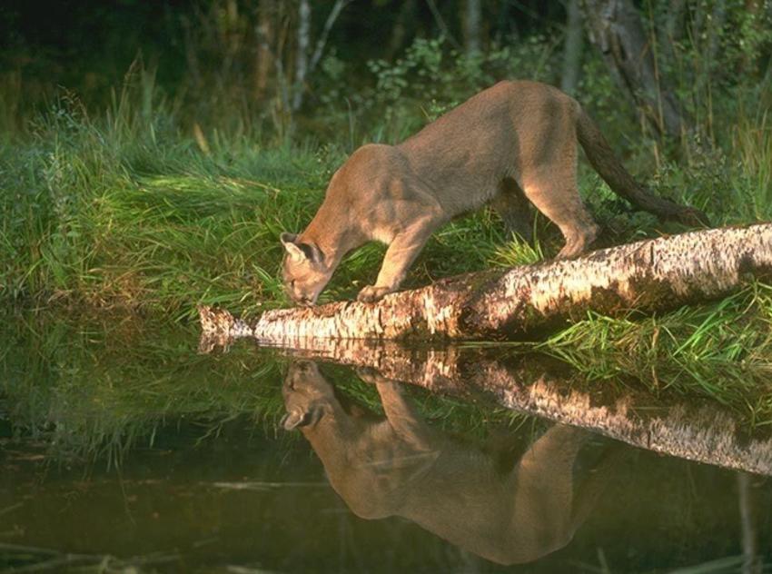 IL PUMA O COGUARO O LEONE DI MONTAGNA [CURIOSITÀ, FOTO E VIDEO]