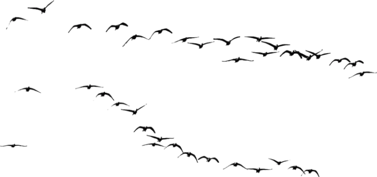 UCCELLI IN PNG PER LA TUA GRAFICA [VASTA RACCOLTA DI MATERIALE PER PSP ...