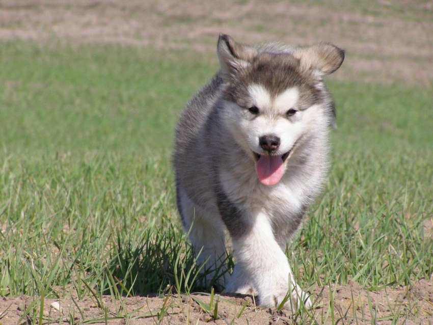 IL CANE HUSKY, CANE DI TAGLIA MEDIA: CARATTERISTICHE E QUALITÁ (FOTO)