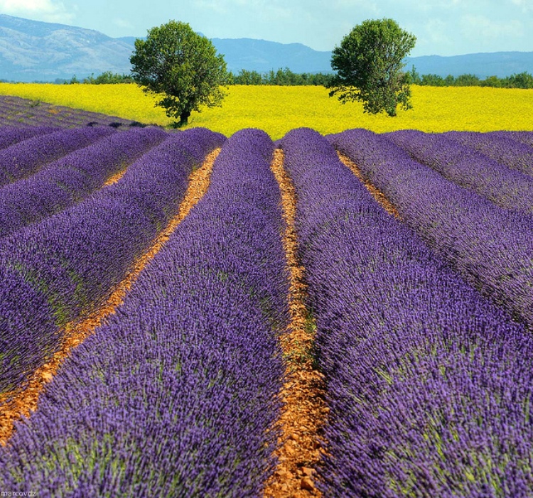La Lavanda - Lavandula angustifolia, consigli e usi