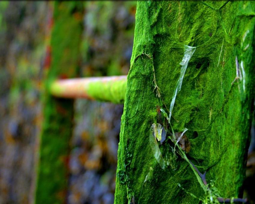 IL MUSCHIO, TUTTE LE SPECIE: RIPRODUZIONE, CURIOSITA' E CARATTERISTICHE ...