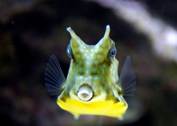 IL PESCE SCATOLA CORNUTO O LACTORIA CORNUTA