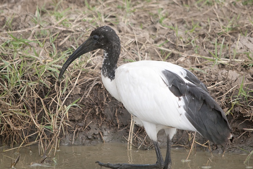 UCCELLI: L'IBIS SACRO D'EGITTO