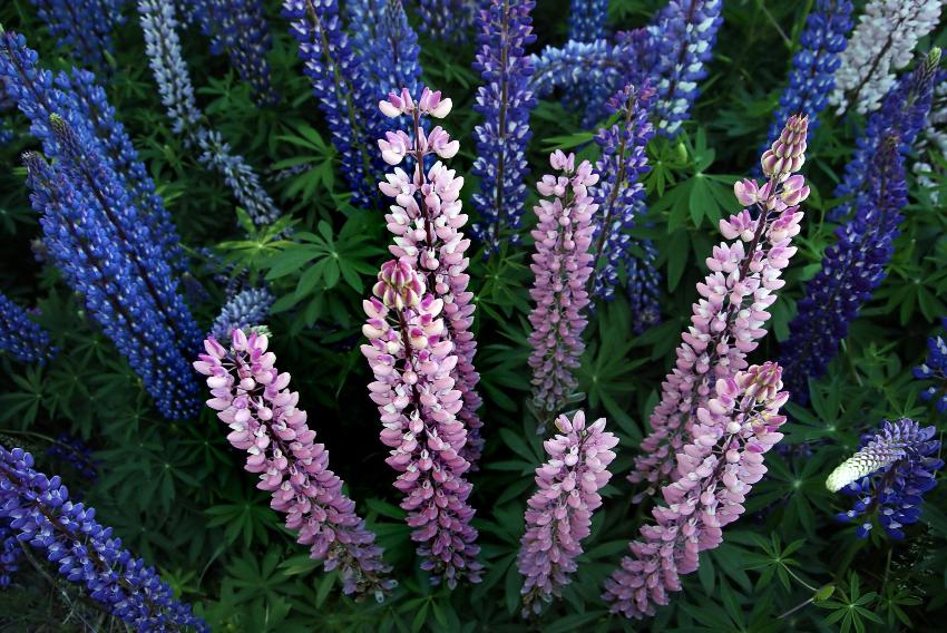 IL LUPINO: LUPINUS, SCHEDA, CONSIGLI UTILI
