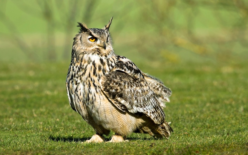 IL GUFO REALE O BUBO BUBO