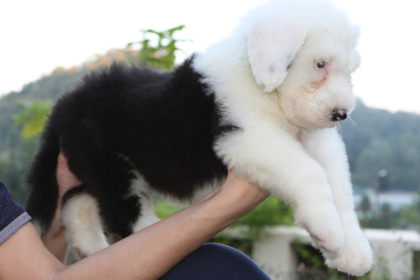 IL BOBTAIL, CANE DI TAGLIA GRANDE: CARATTERISTICHE E QUALITÁ (FOTO)