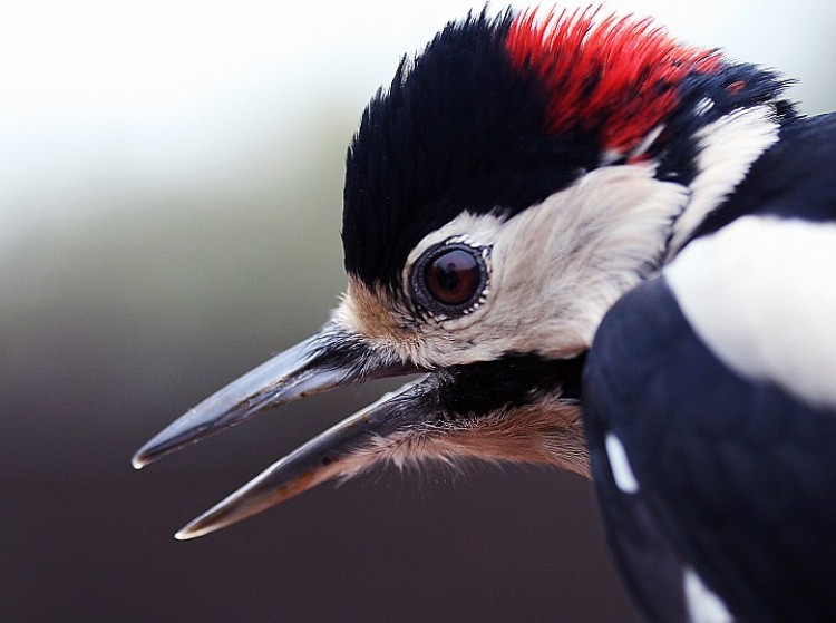 IL PICCHIO [CURIOSITÀ, FOTO E VIDEO]