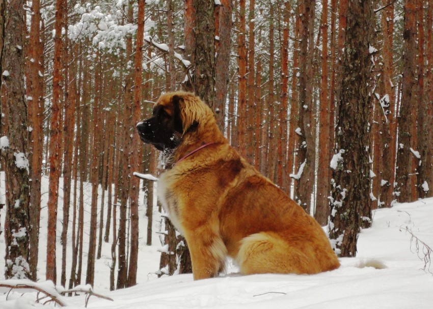 IL LEONBERGER, CANE DI TAGLIA GRANDE: CARATTERISTICHE E QUALITÁ (FOTO)