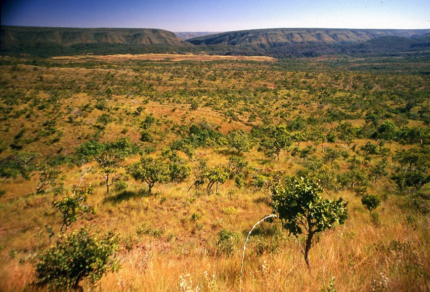 BRASILE: IL CERRADO, UNA GRANDE SAVANA PIENA DI FLORA E FAUNA