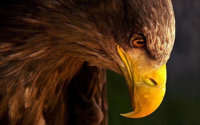 SOGNARE UN AQUILA: COSA SIGNIFICA, CABALA E I NUMERI DA GIOCARE