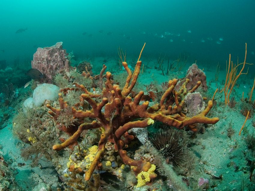 I PORIFERI O SPUGNE DI MARE, FOTO, VIDEO, INFO E CURIOSITÀ