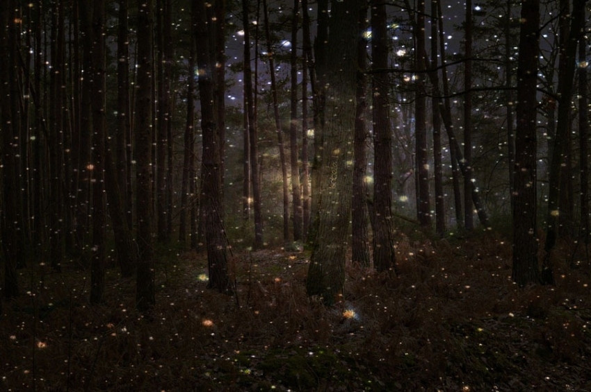 LA LUCCIOLA, LA MAGIA DI QUESTO STRAORDINARIO INSETTO