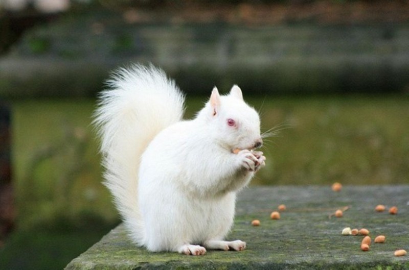 Animali albini, come diventano cosi?