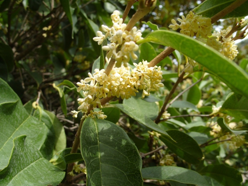 OSMANTO ODOROSO, OSMANTHUS FRAGRANS: CARATTERISTICHE E SCHEDA [FOTO]