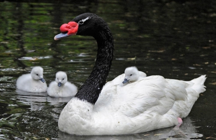 Cygnus: Il cigno angelico, esuberante e maestoso